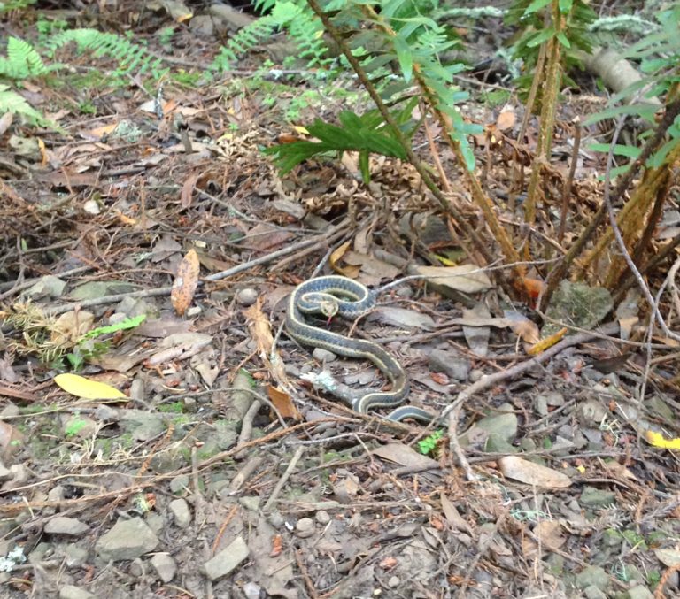 How to protect your pets from snakes-Part 2 - Dr. Ruth MacPete