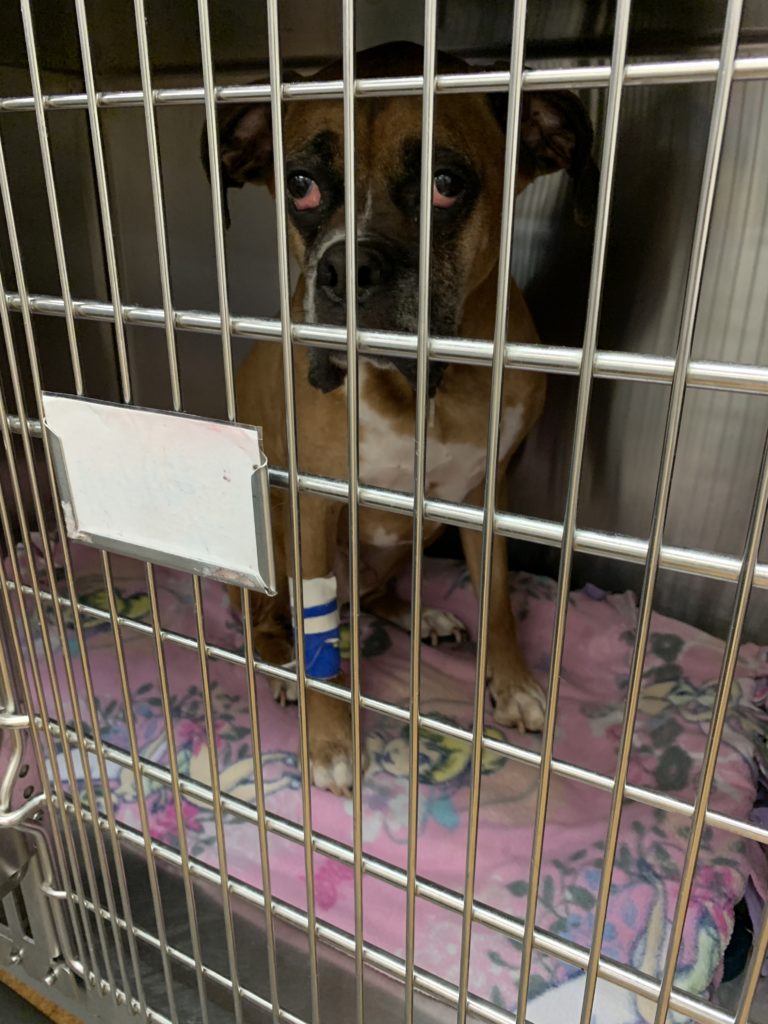 Bloat-What dog owners need to know - Dr. Ruth MacPete