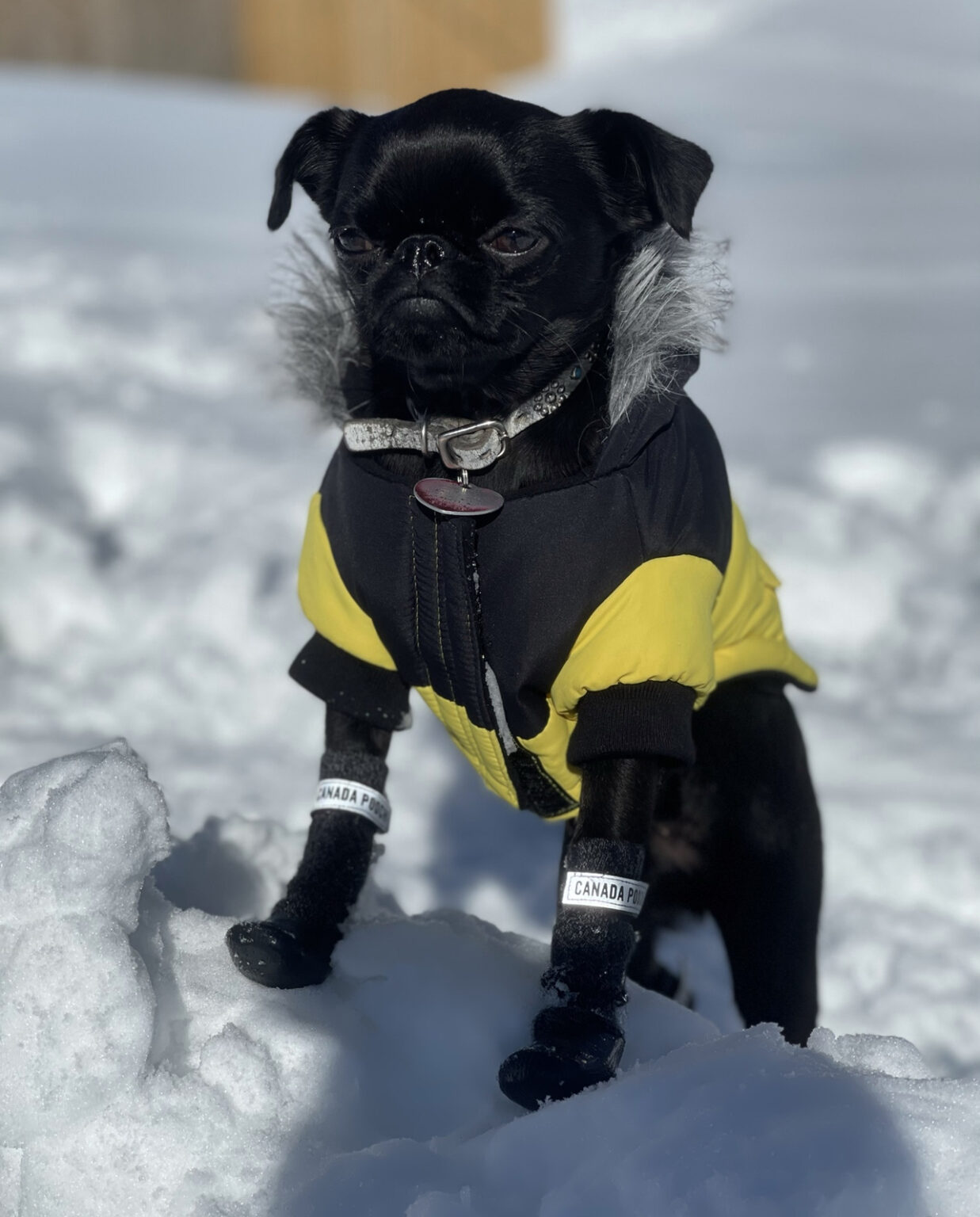 How to Keep Your Pet Safe When the Temperature Drops - Dr. Ruth MacPete