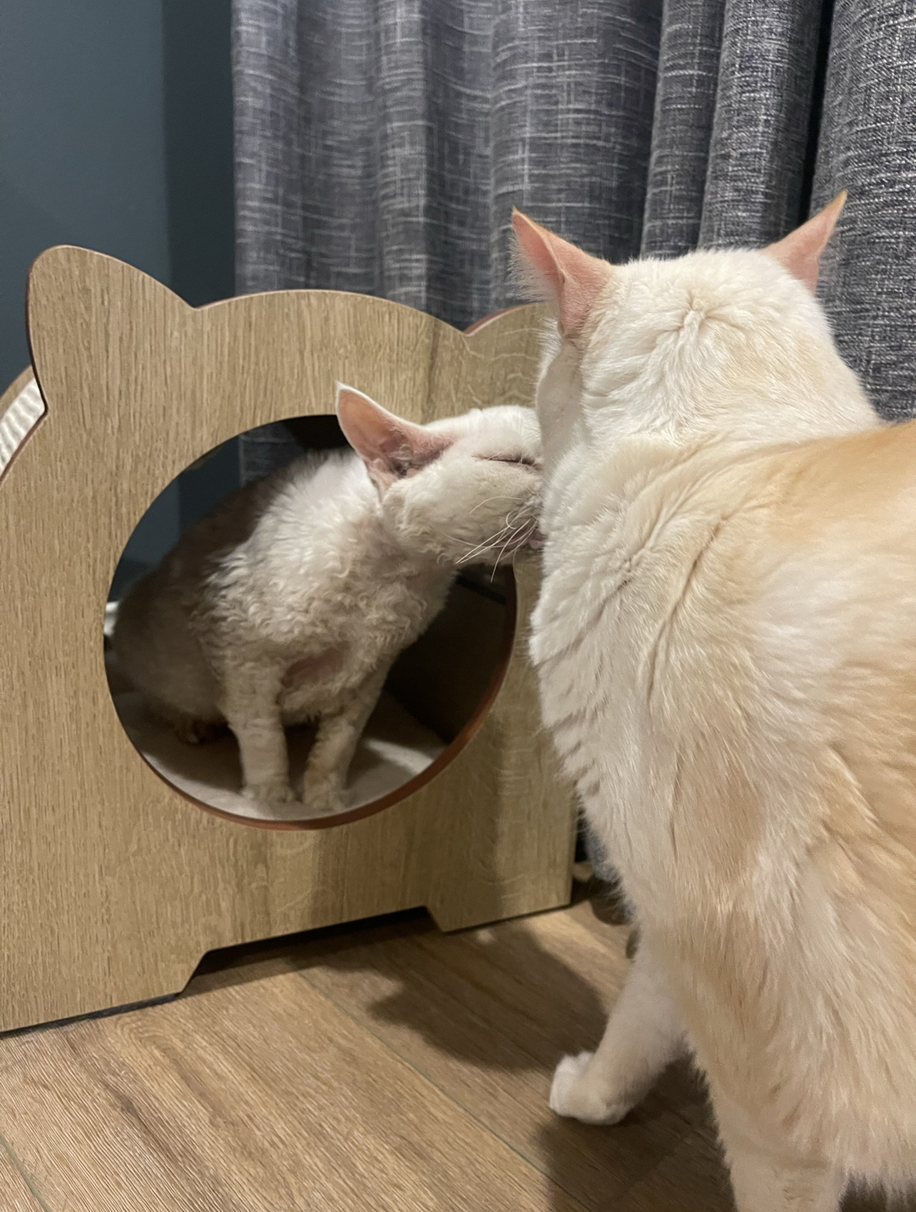 How to Keep Indoor Cats Active & Engaged - Dr. Ruth MacPete