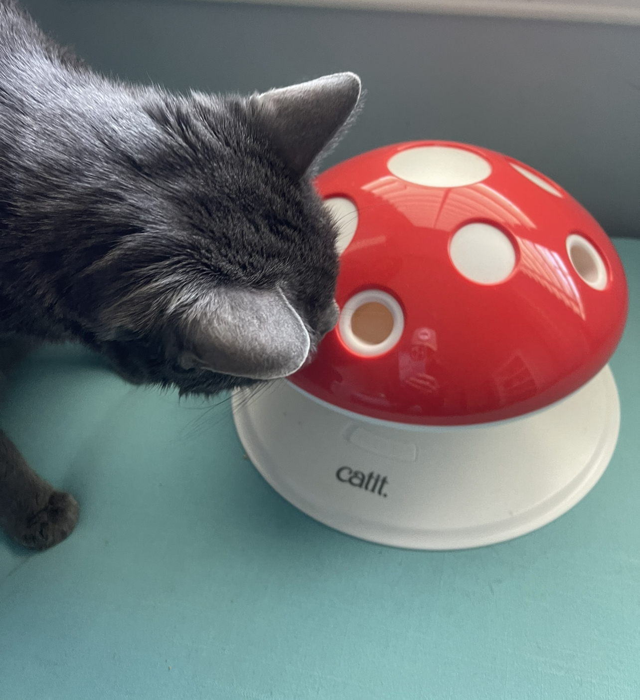 How to Keep Indoor Cats Active & Engaged - Dr. Ruth MacPete