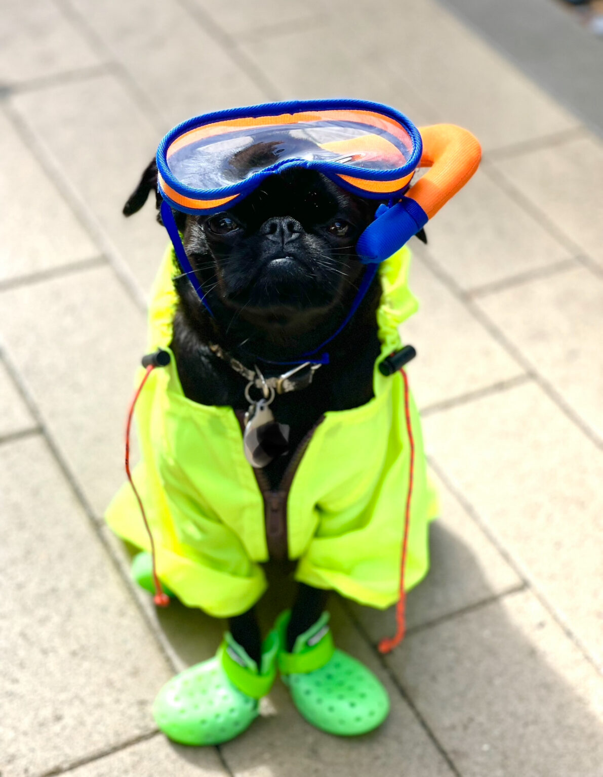 How to Keep Your Pets Safe & Calm During a Thunderstorm - Dr. Ruth MacPete